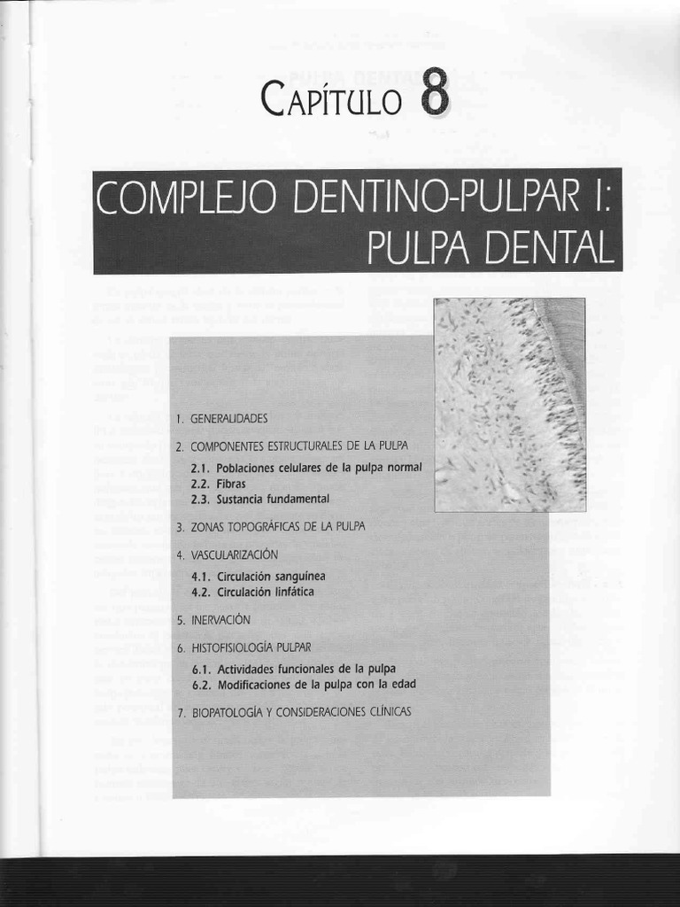 Estructura y Función de la Pulpa Dental | PDF | Anatomía | Biología Celular