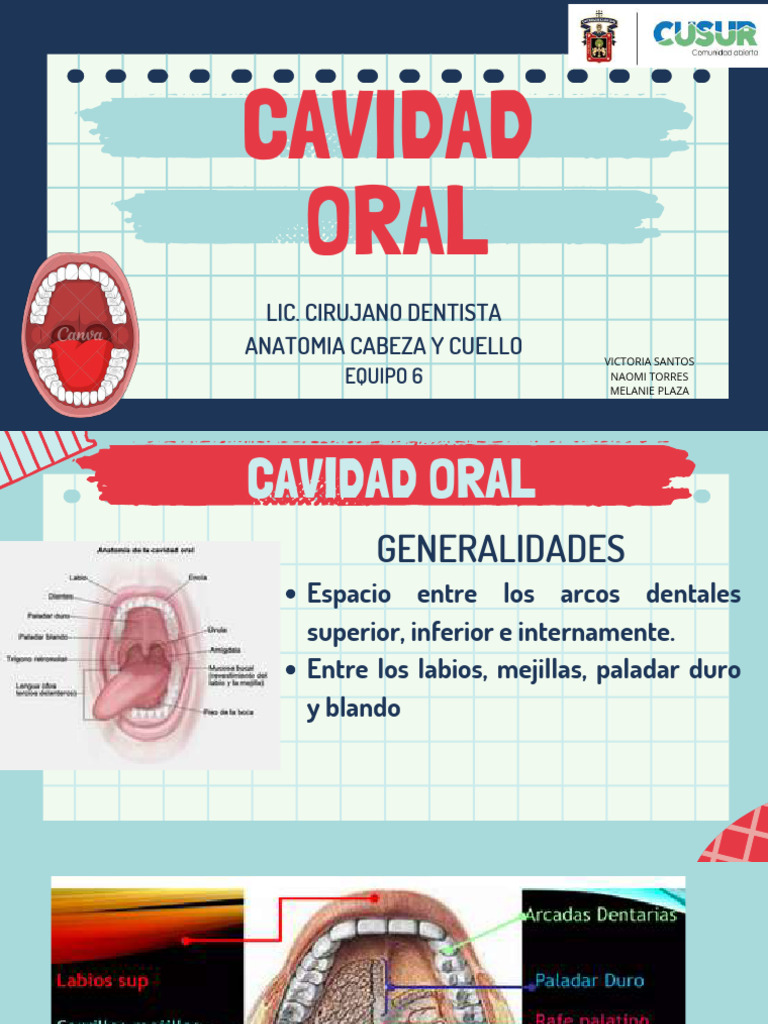 Anatomía y Funciones de la Cavidad Oral | PDF | Lengua | Boca