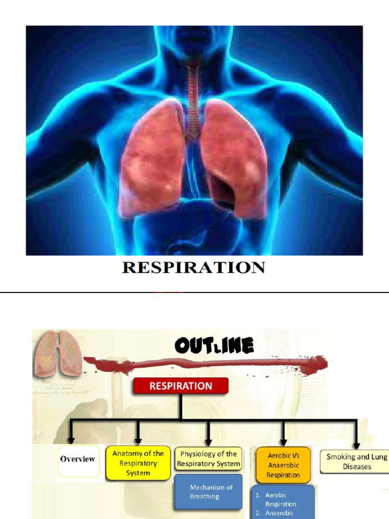 Respiration Overview | PDF