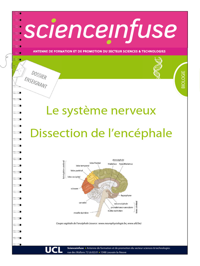 Dossier Pédagogique - Dissection de L'encéphale (Niveau Secondaire ...