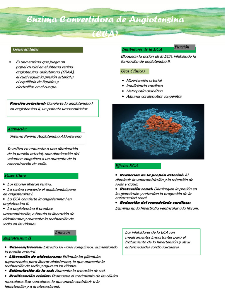 Enzima Convertidora de Antigeno ECA Final | PDF | Angiotensina | Riñón
