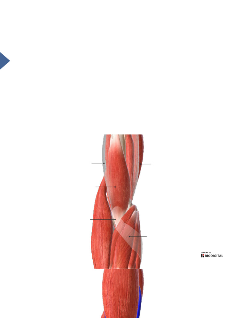 Slides_Muscles-of-the-Arm | PDF