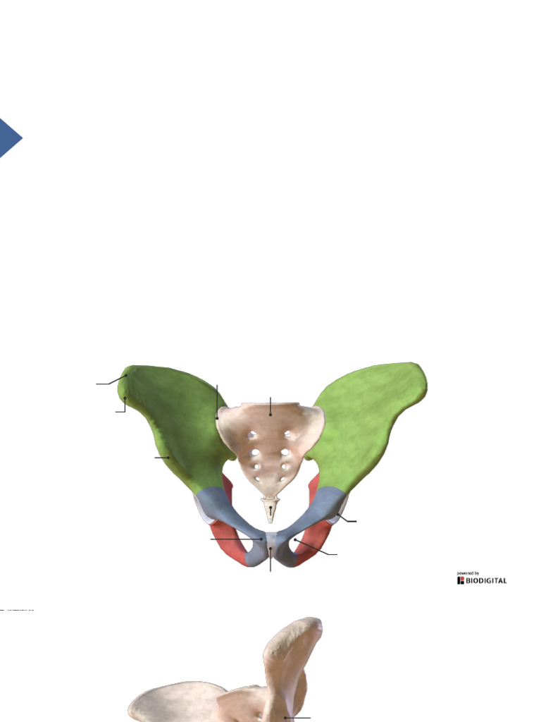 Gluteal Region Bones & Joints Anatomy | PDF