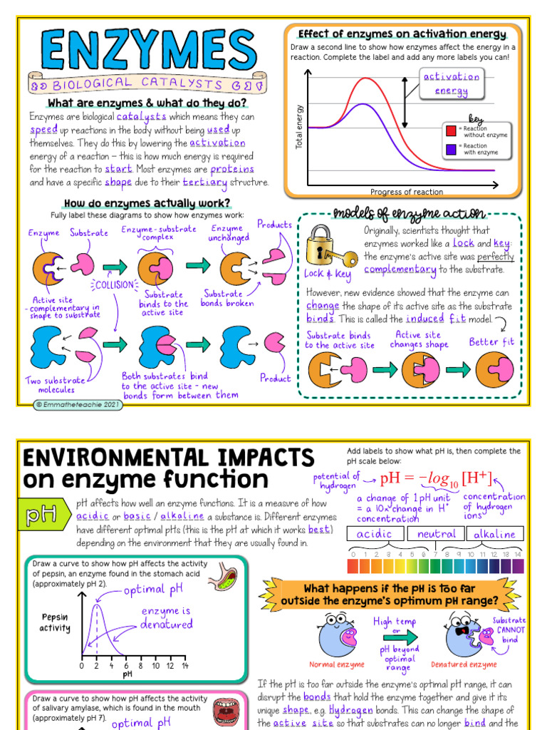 Enzymes Doodle Notes COMPLETED | PDF | Enzyme | Enzyme Inhibitor