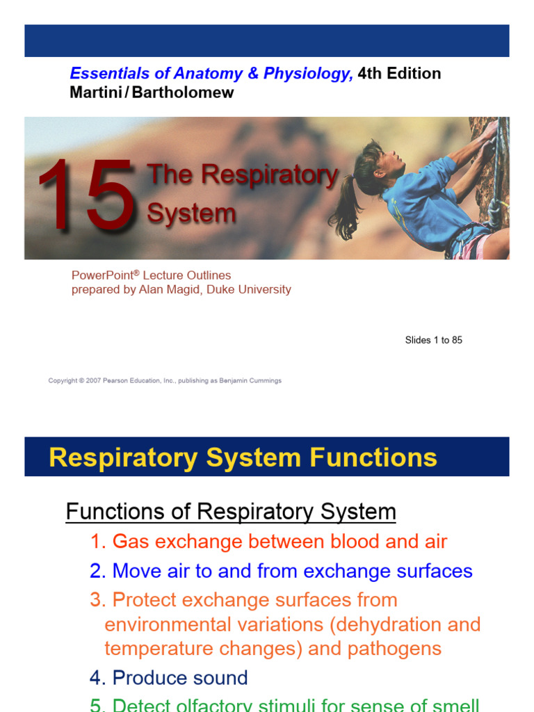 Anatomy 15 | PDF | Respiratory Tract | Respiratory System