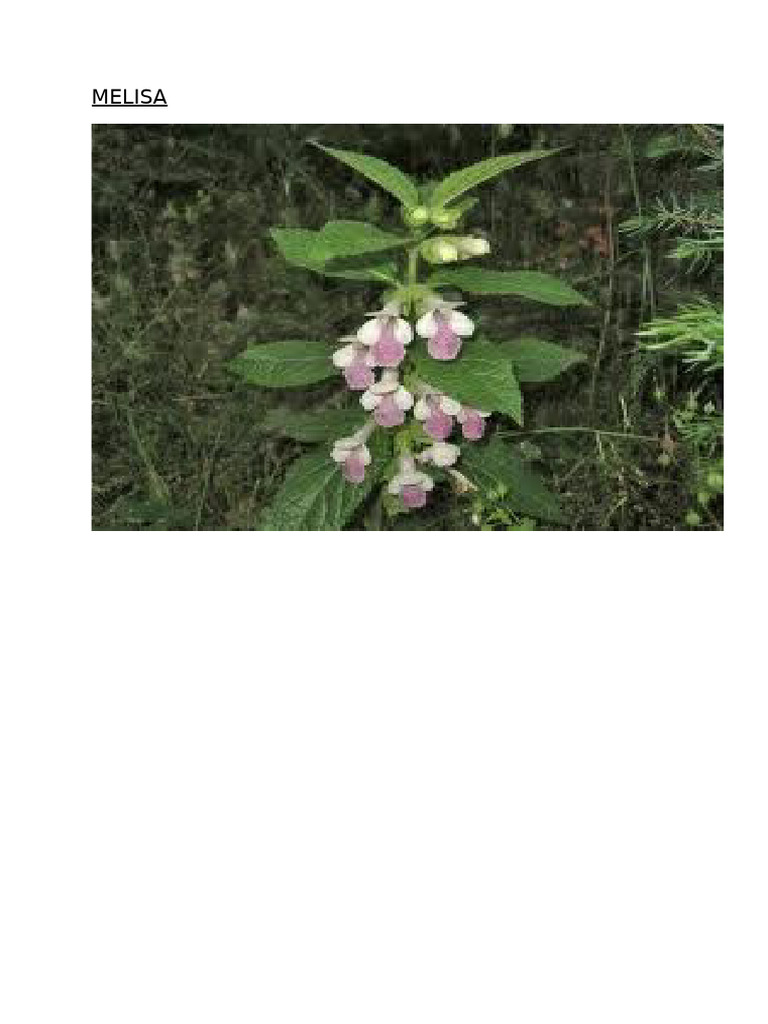 Plantas Sabidu Agos | PDF