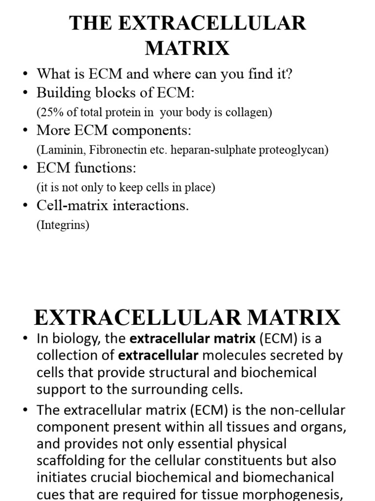 1.The Extracellulr Mtrx (59 Slides). | PDF | Extracellular Matrix | Connective Tissue