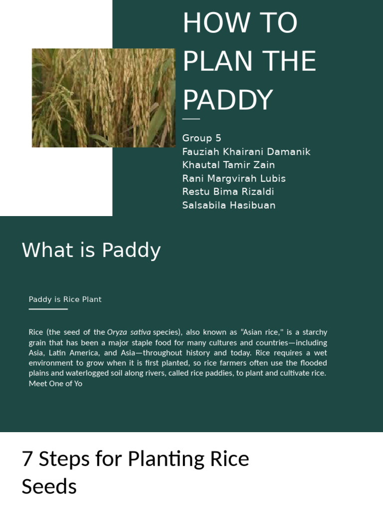 How to Plan Paddy | PDF | Rice | Agriculture