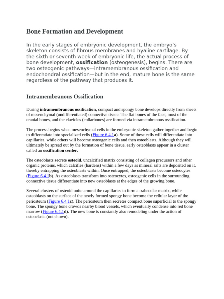 Bone Formation and Development | PDF | Bone | Osteoblast