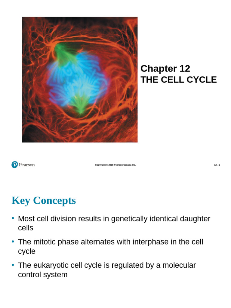 Lecture 8b The Cell Cycle | PDF | Mitosis | Meiosis