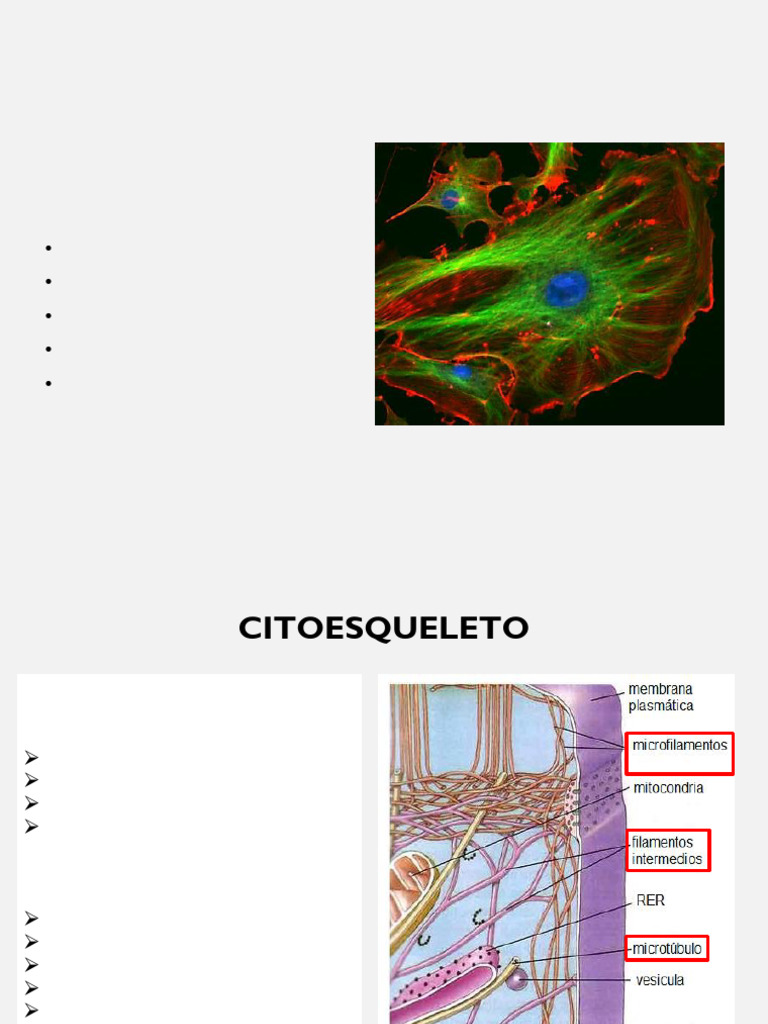 5 citoesqueleto | PDF | Microtúbulos | Actina