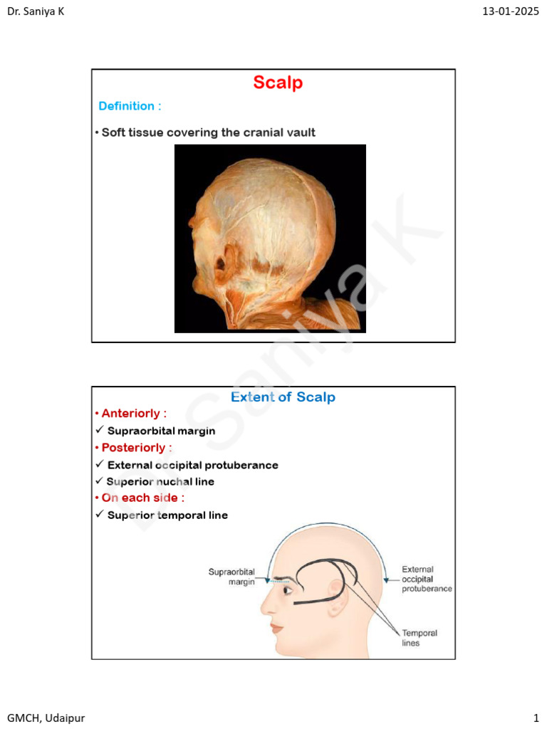 Scalp | PDF | Vein | Human Anatomy