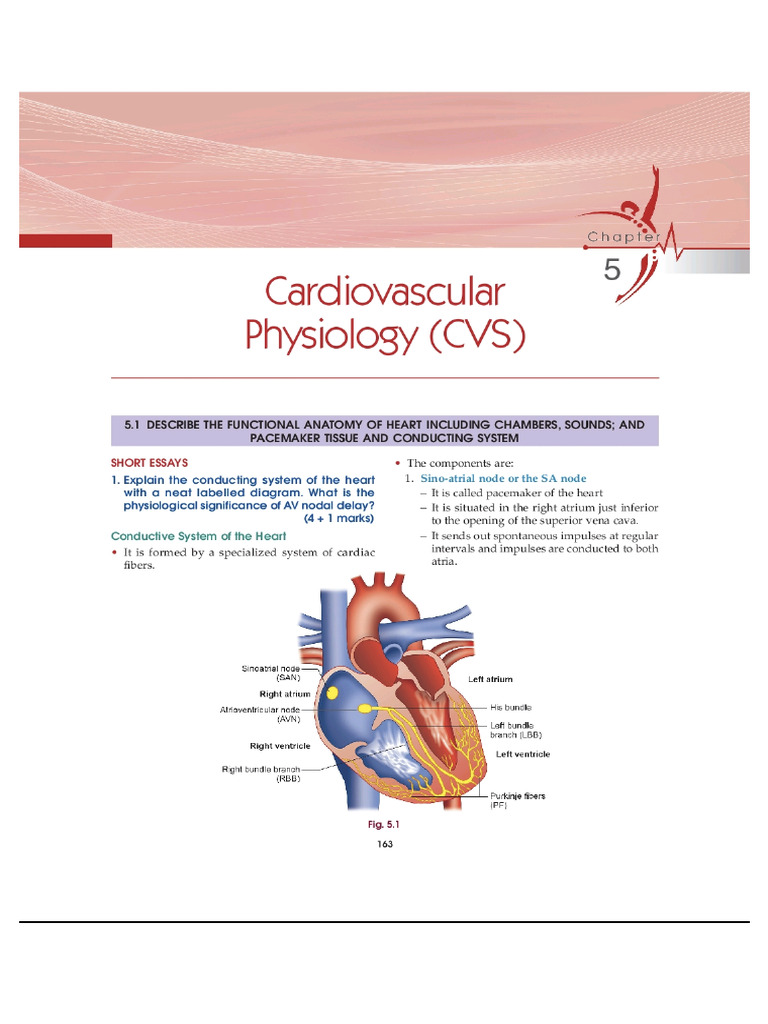 Cvs Physiology | PDF
