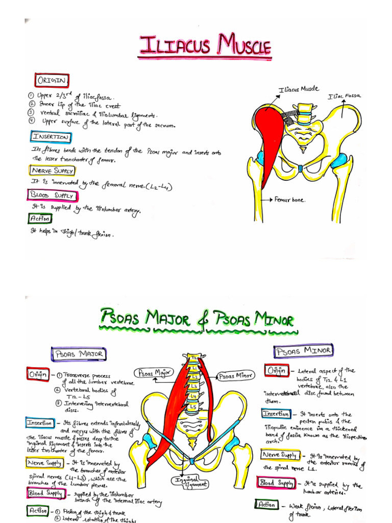 Anatomy Colour | PDF