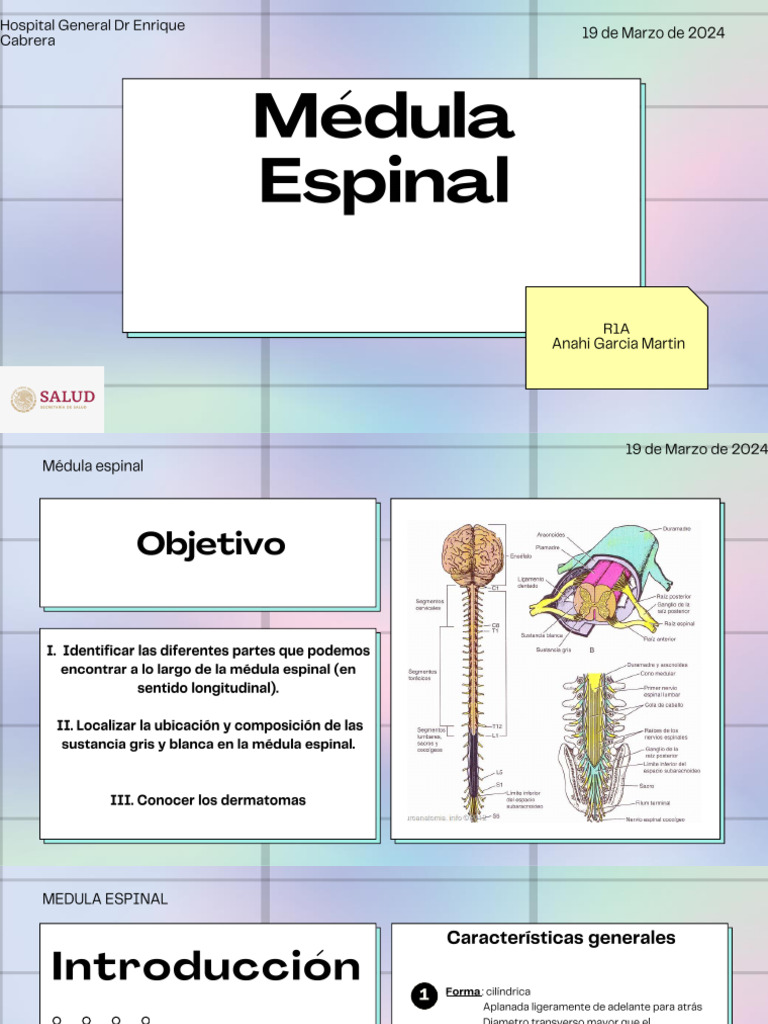 Medula Espinal | PDF