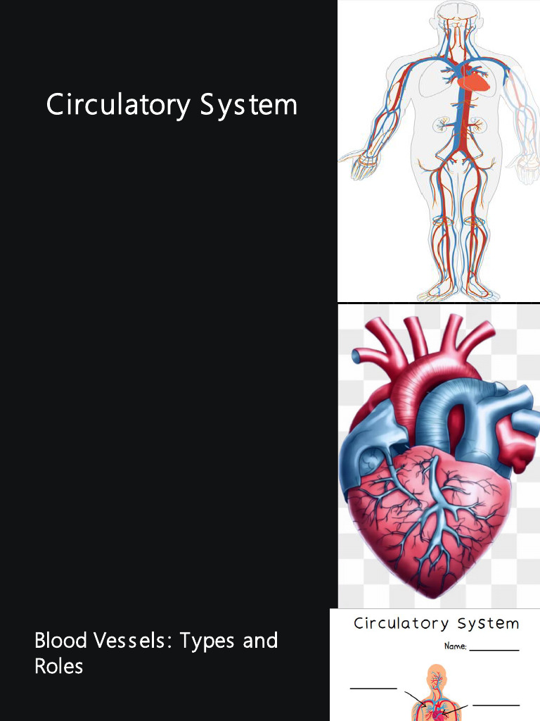 Circulatory system | PDF | Heart | Atrium (Heart)