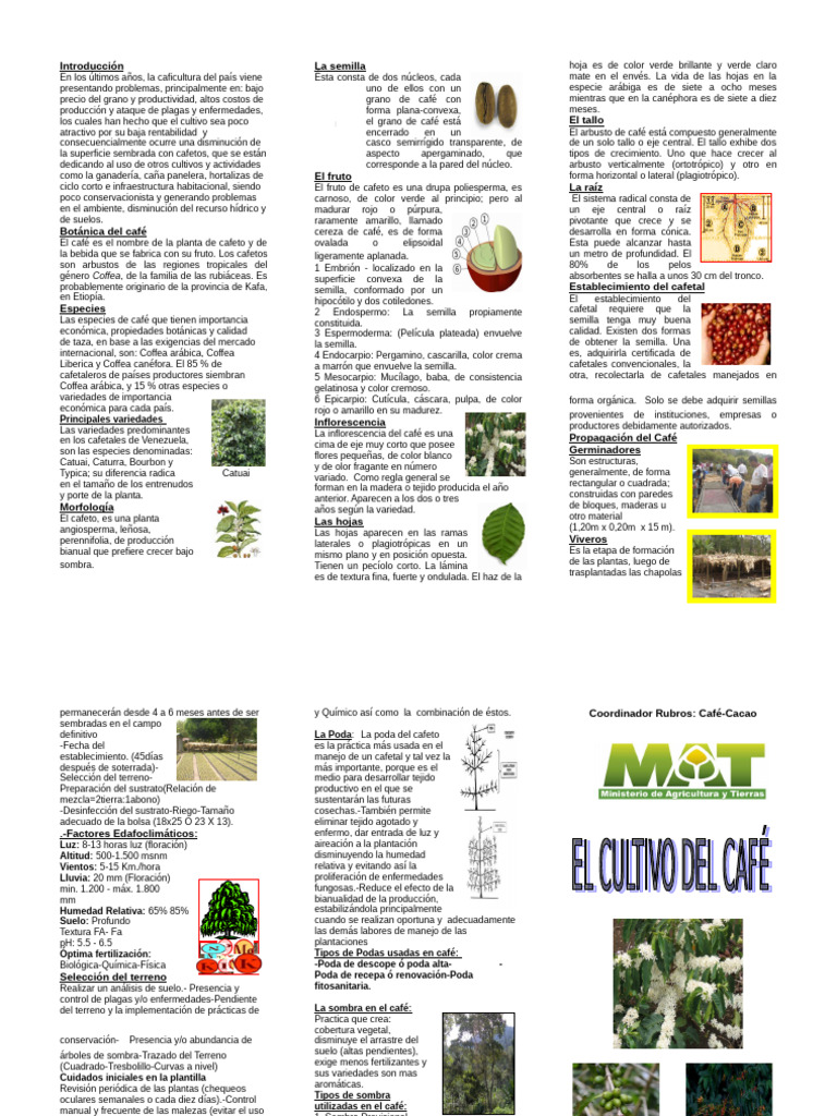 TRIPTICO SOBRE EL CAFÉ | PDF | café | Suelo