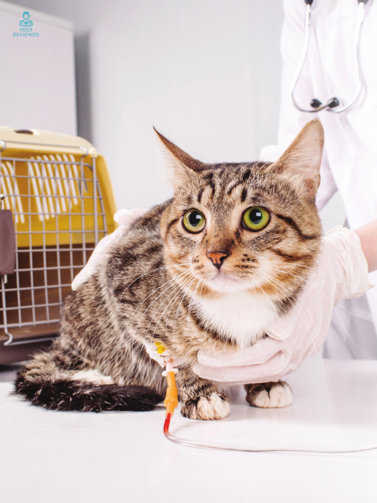 01 TVP 2018 0102 Waddle Fluid Therapy Part 1 10 | PDF | Dehydration ...