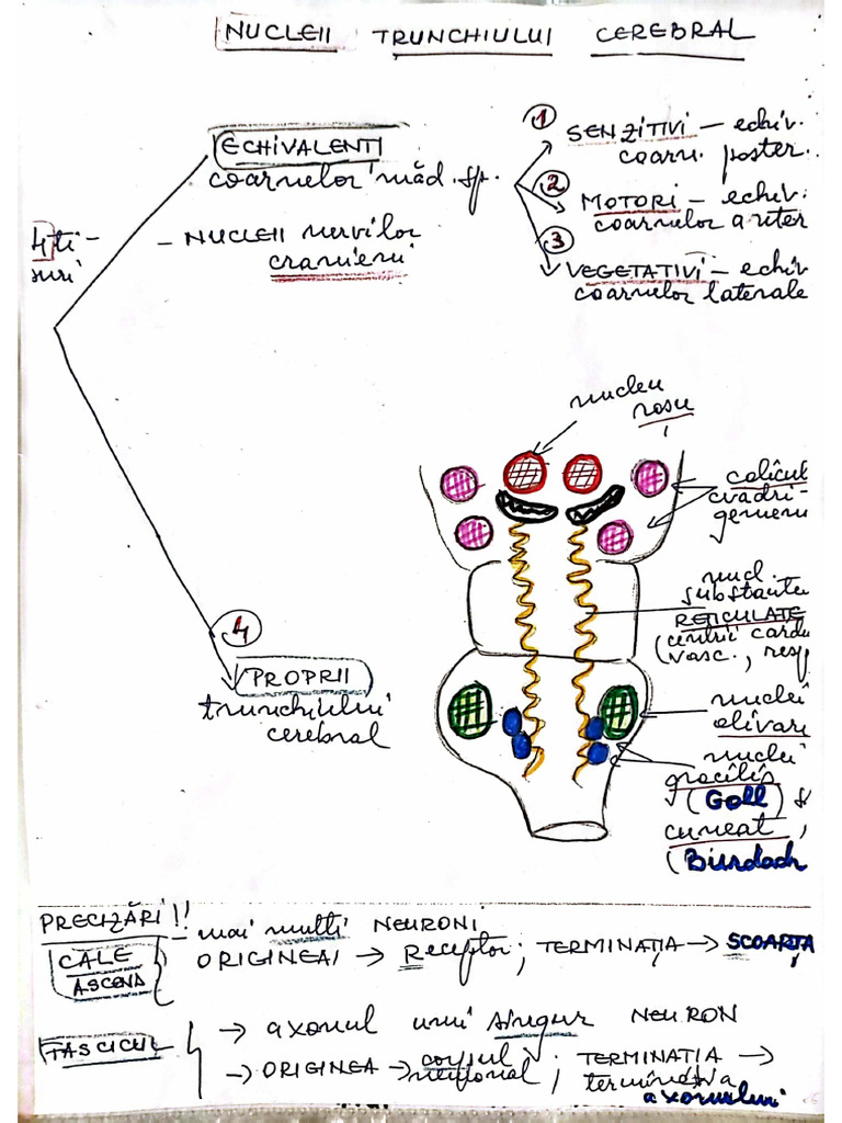 03.10 - Nucleii Trunchiului Cerebral | PDF
