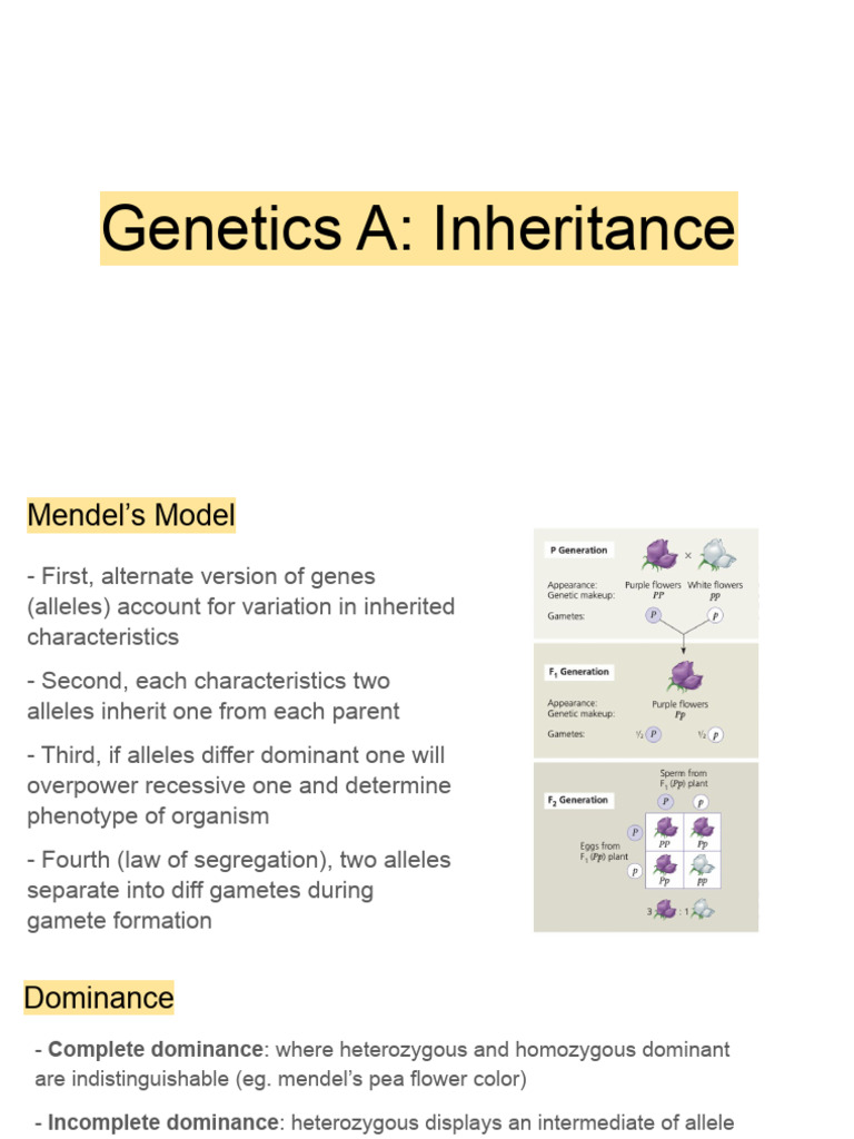 Genetics A_ Inheritance | PDF | Dominance (Genetics) | Allele