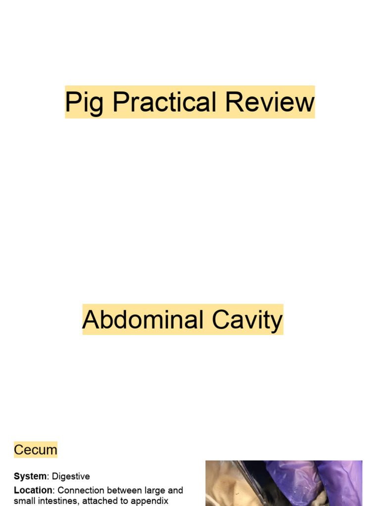 Pig Practical Review Slides | PDF | Atrium (Heart) | Ventricle (Heart)