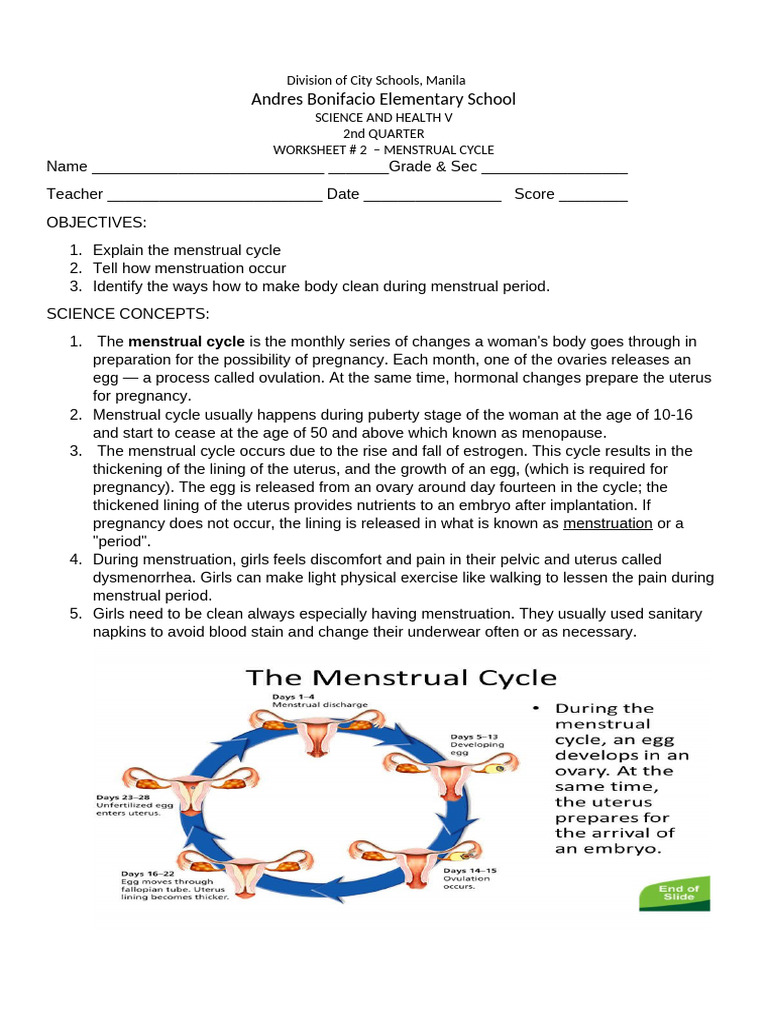 Menstrual Cycle Worksheet for Students | PDF | Menstrual Cycle | Ovary
