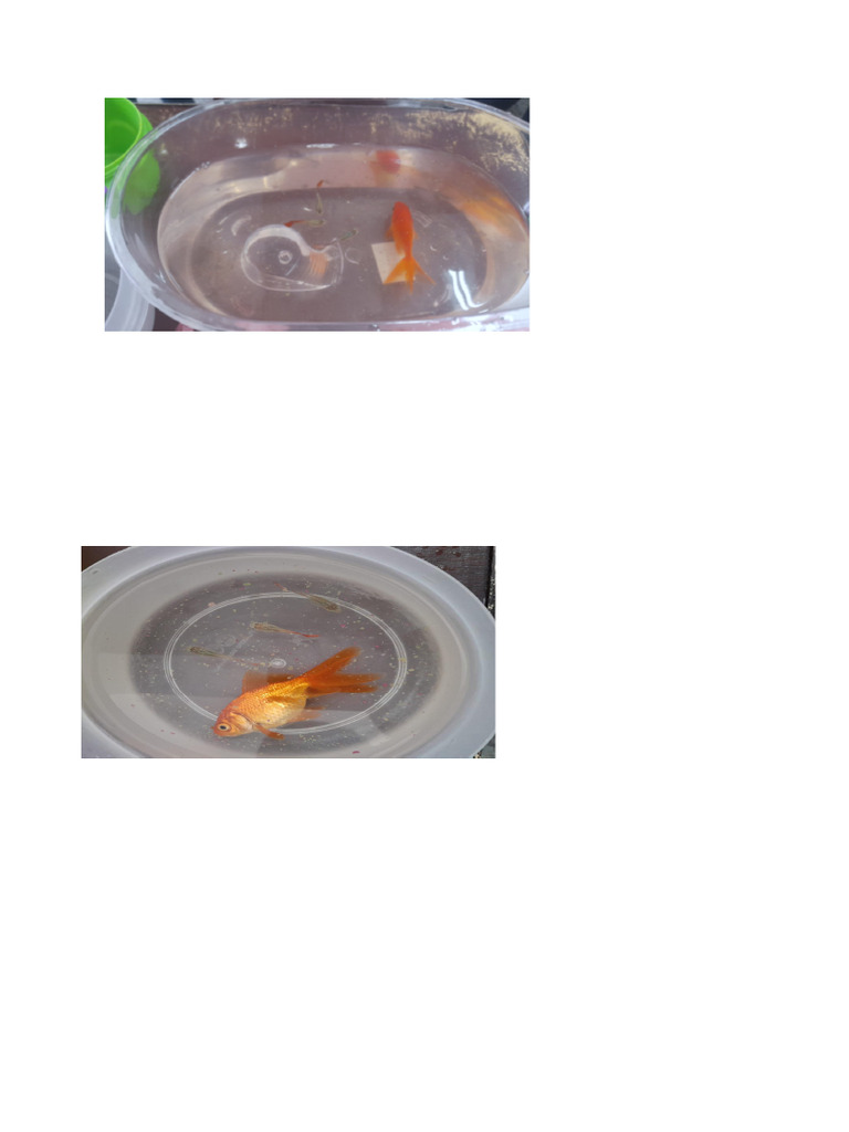 Experimento pez | PDF