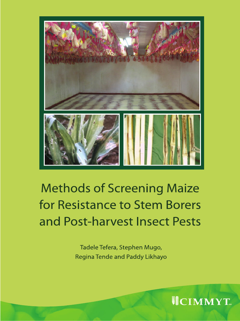 Vvip Maize in Africa95071 | PDF | Maize | Pest (Organism)