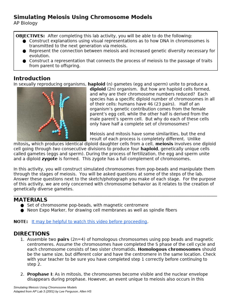 Simulating Meiosis with Chromosome Models | PDF | Meiosis | Ploidy