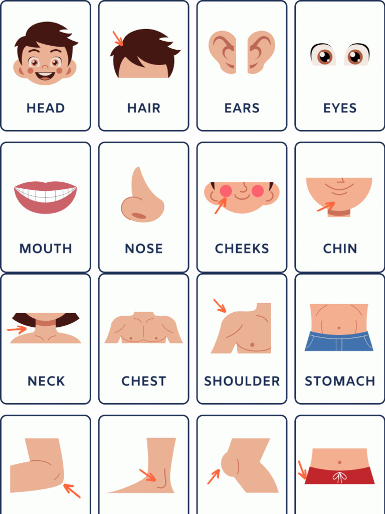 White Neutral Parts of The Body Flashcards | PDF