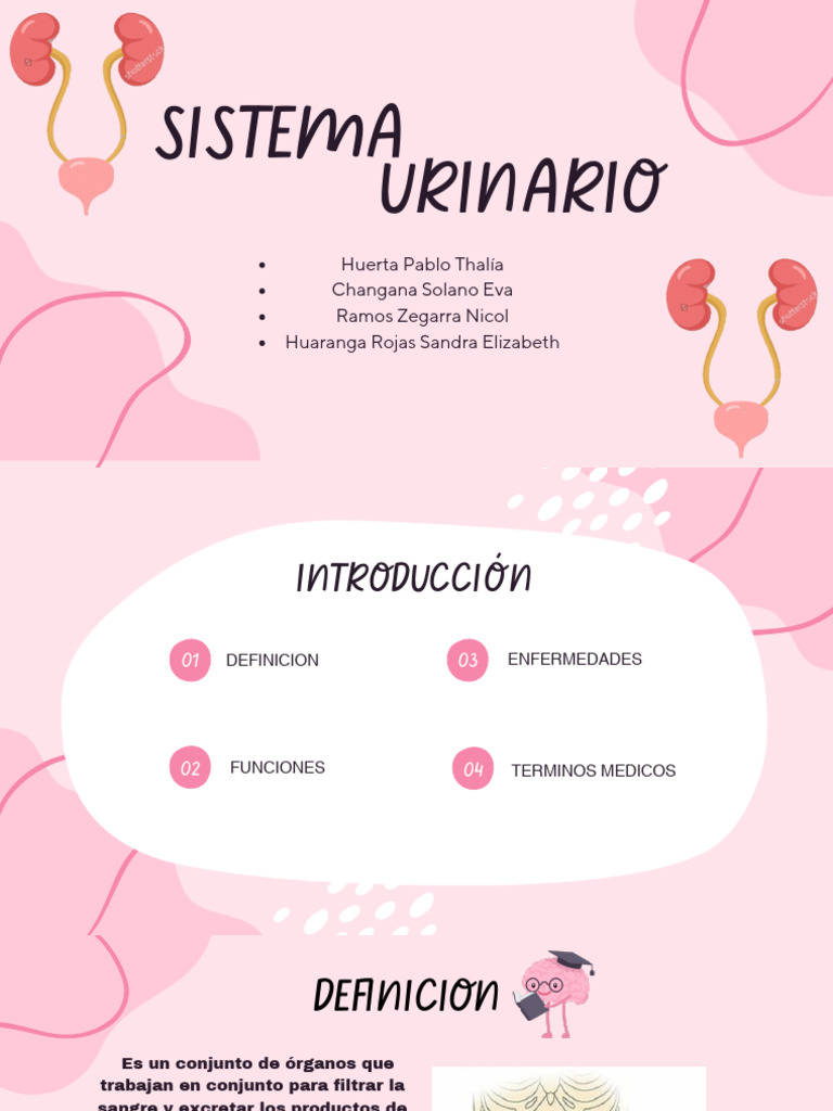 Sistema Urinario Terminos | PDF | Sistema urinario | Riñón