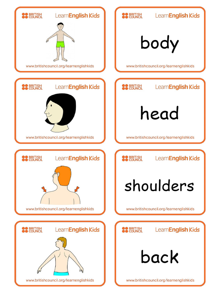 Flashcards Body | PDF
