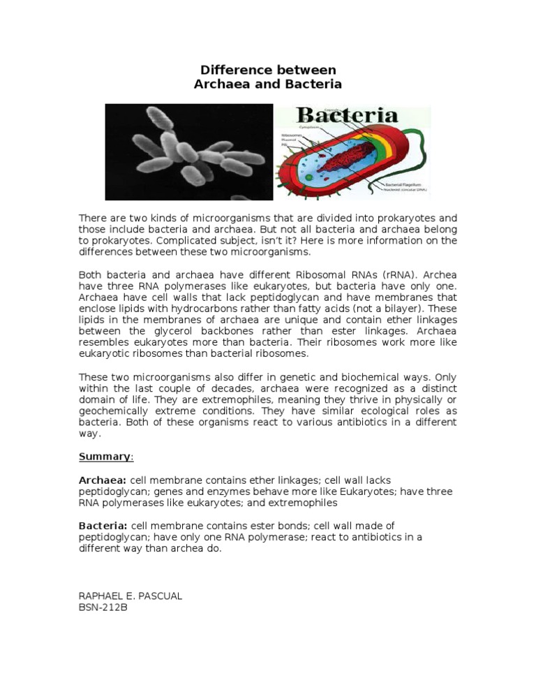 Archaea vs Bacteria Differences | PDF