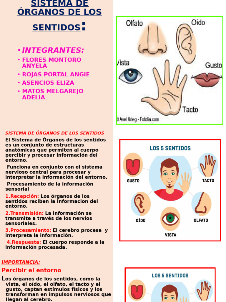Sistemas Sensoriales y su Función | PDF | Sentidos | Oído