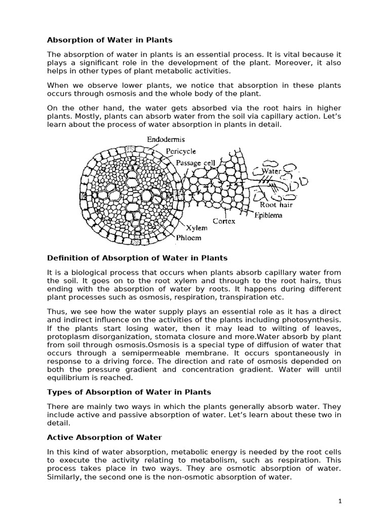 Water Absorption in Plants Explained | PDF | Osmosis | Root