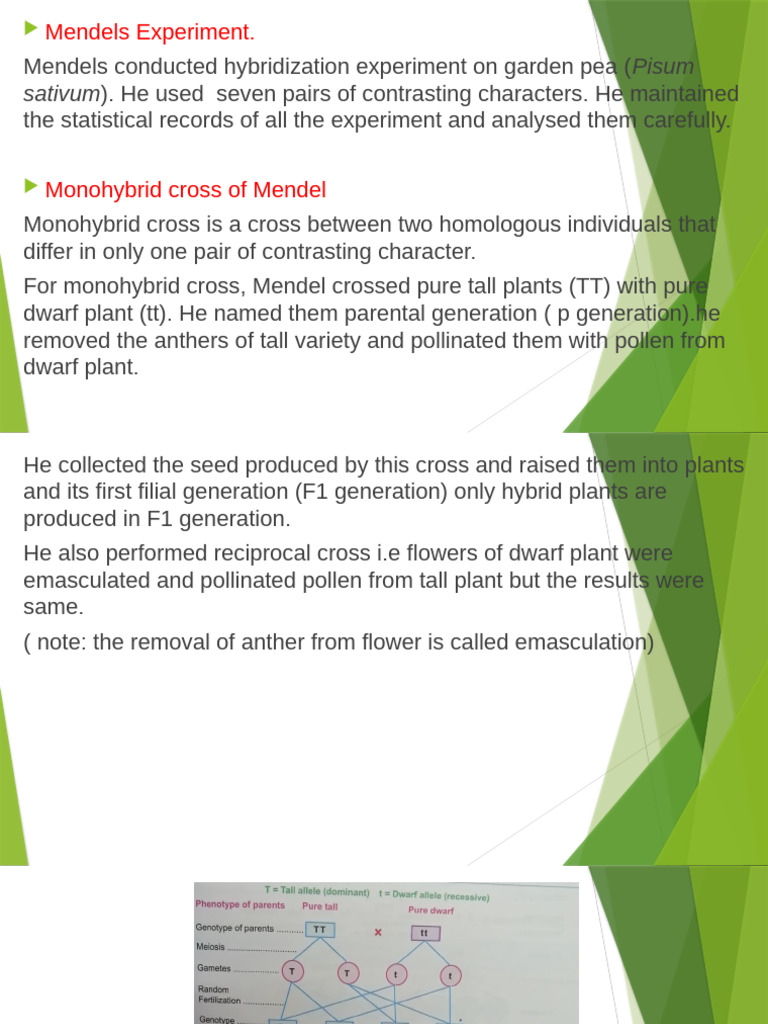 Mendel's Genetics: Laws and Experiments | PDF | Dominance (Genetics ...