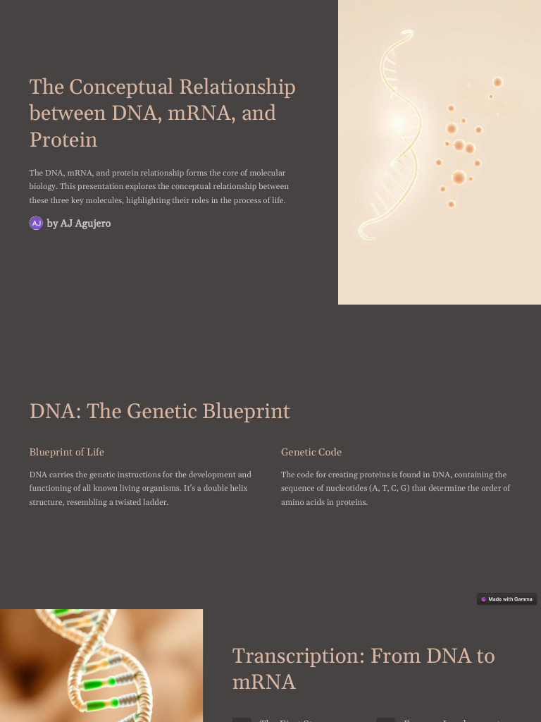 The Conceptual Relationship Between DNA mRNA and Protein | PDF ...