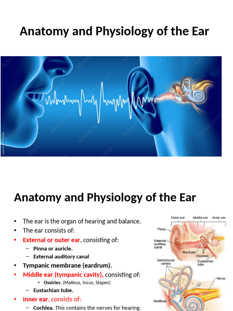 Anatomy and Physiology of the Ear | PDF | Ear | Hearing