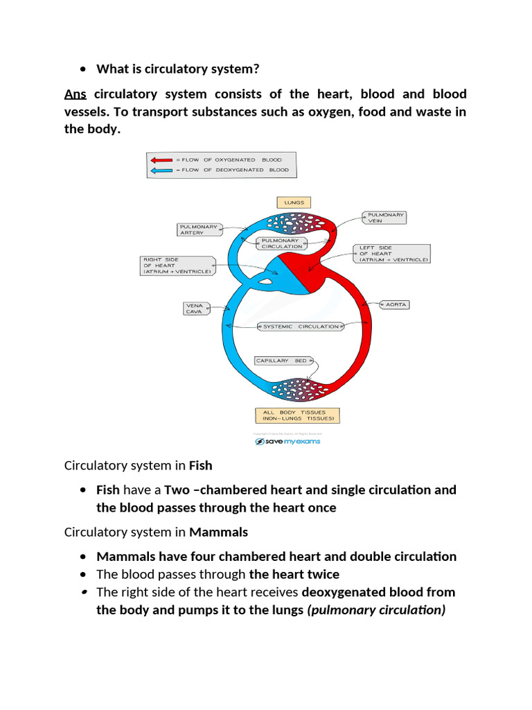 Circulatory System | PDF