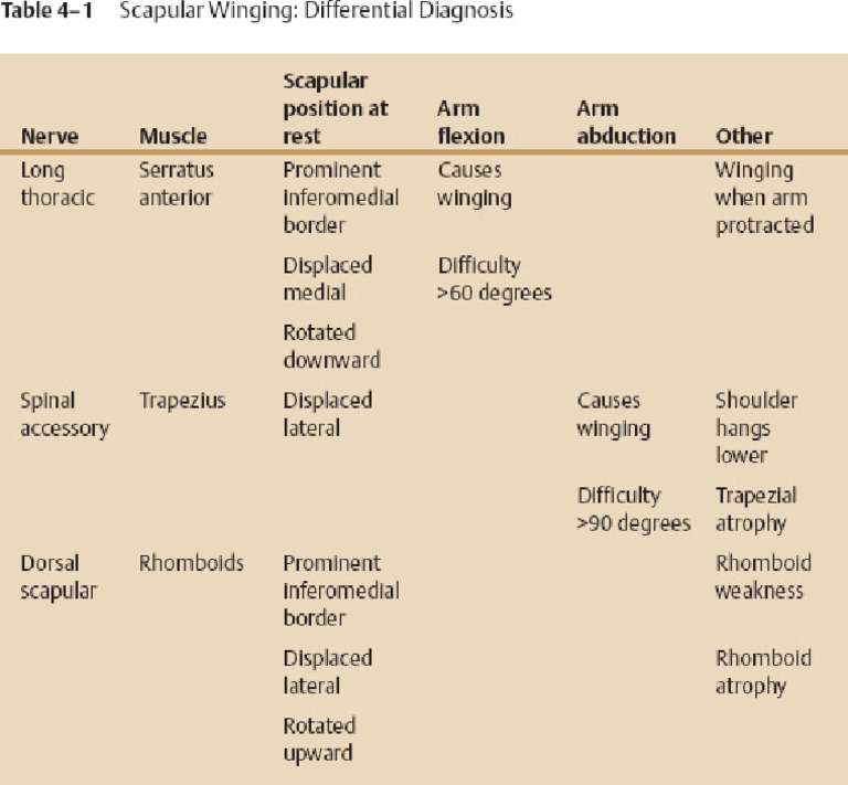 Scapular Winging | PDF