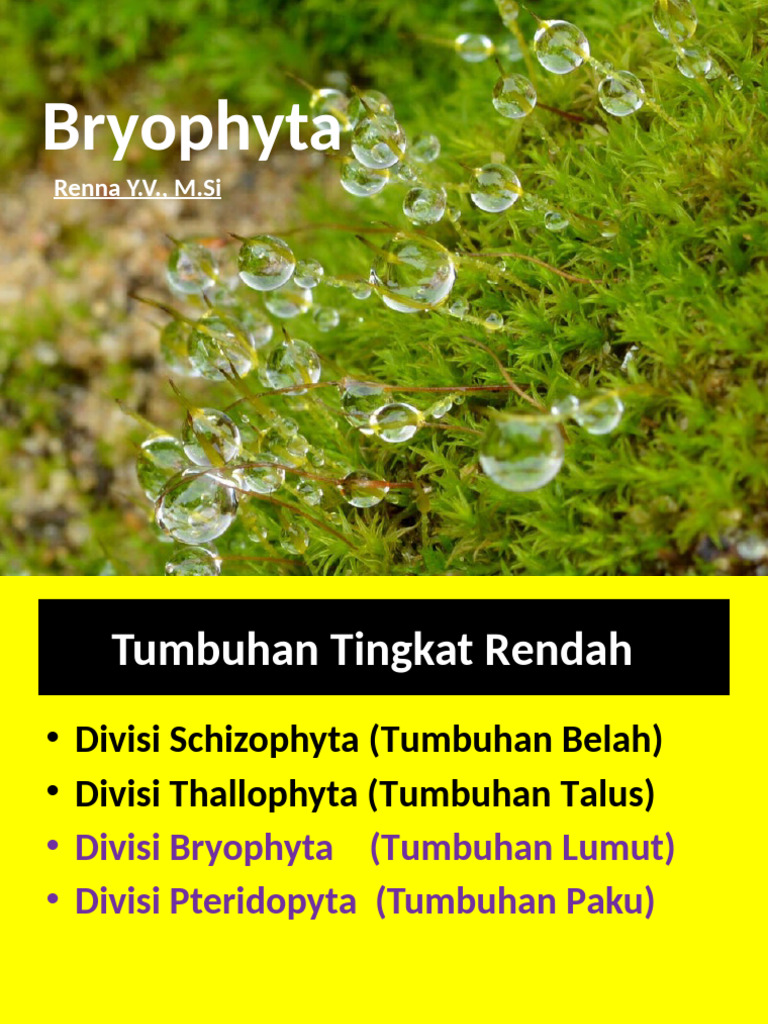 Bryophyta Dan Pteridophyta (Renna, Y. V.) | PDF