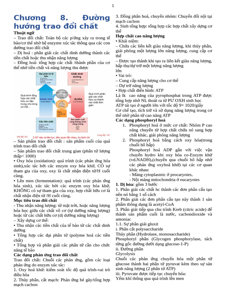 Hóa Sinh CK 1 | PDF