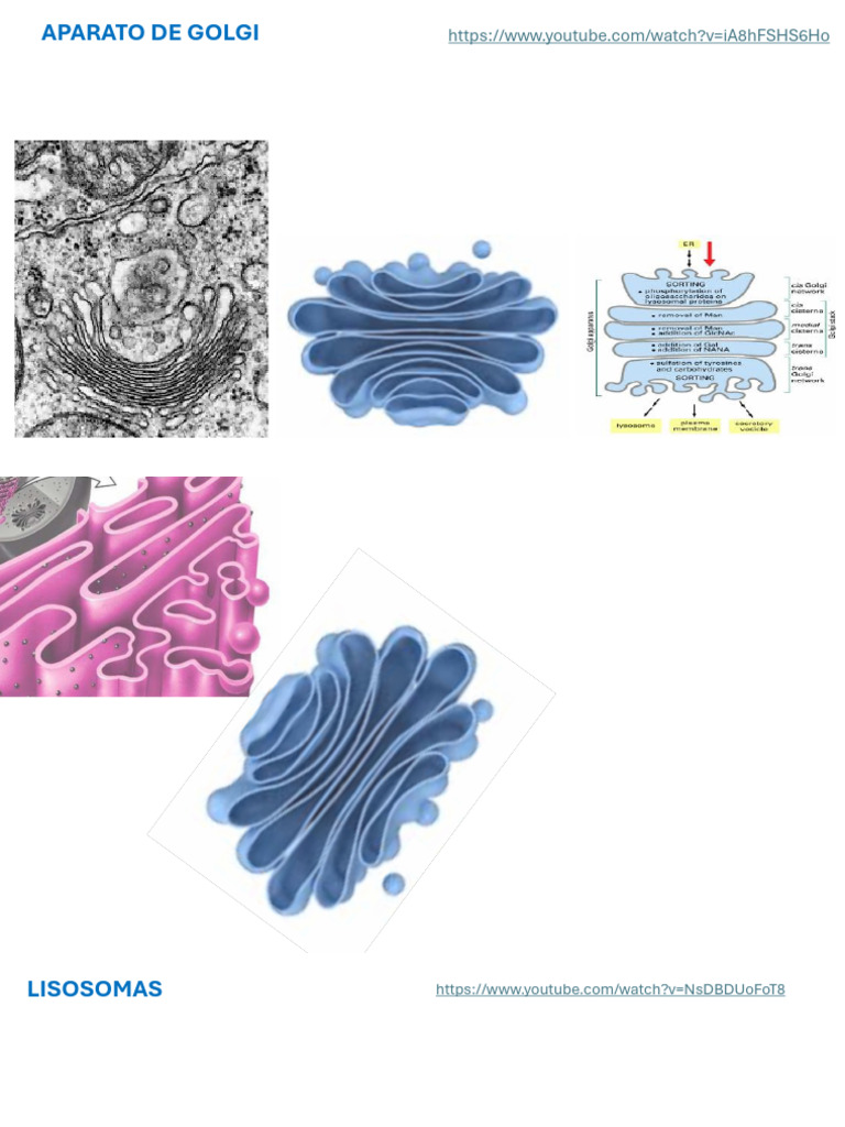 A Golgi y Lisosomas | PDF