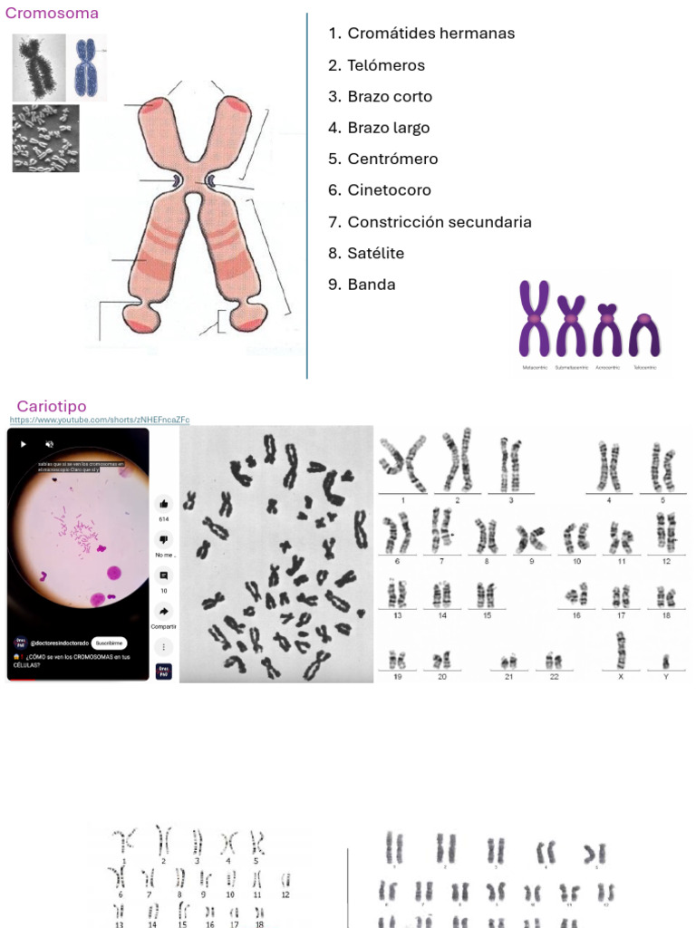 04 - Cromosomas | PDF