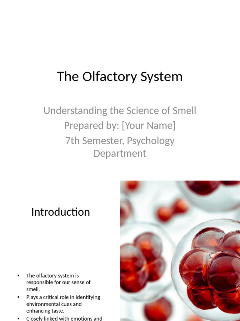 Olfactory_System_Presentation | PDF | Olfactory System | Olfaction