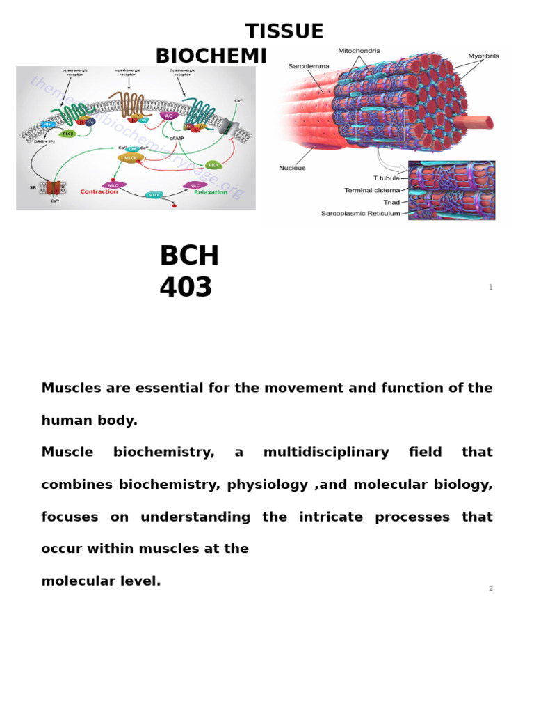 Muscle Biochemistry Essentials | PDF