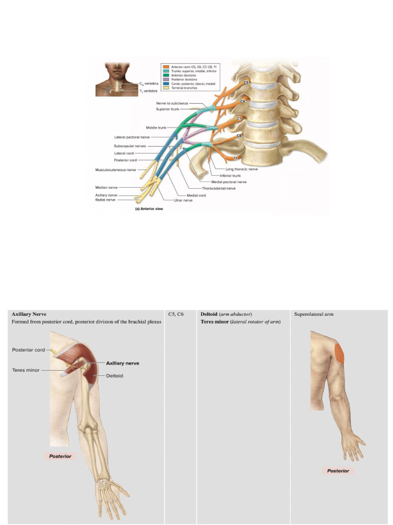 Chapter 22 Major Nerves of Upper Limb | PDF | Thumb | Anatomical Terms ...