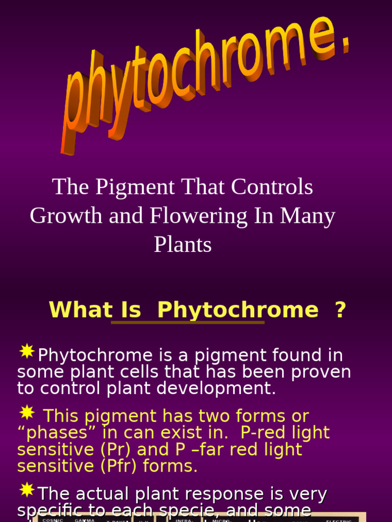 Phytochrome's Role in Plant Growth | PDF | Botany | Plants