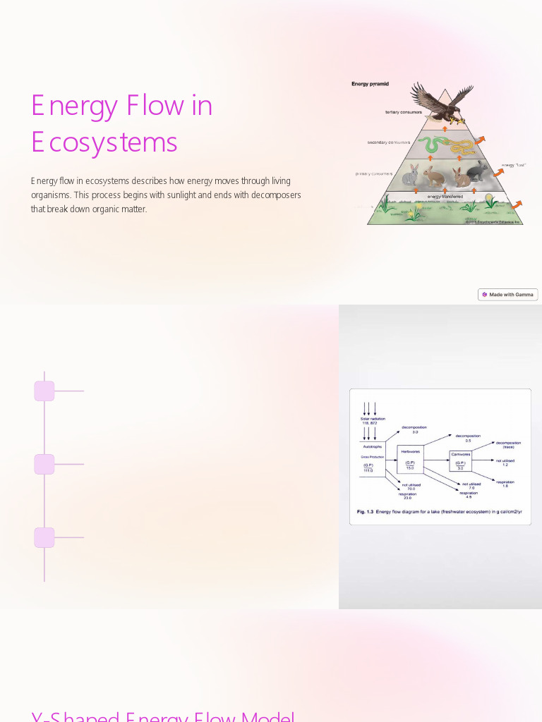 Energy Flow in Ecosystems Copy | PDF | Ecosystem | Food Web