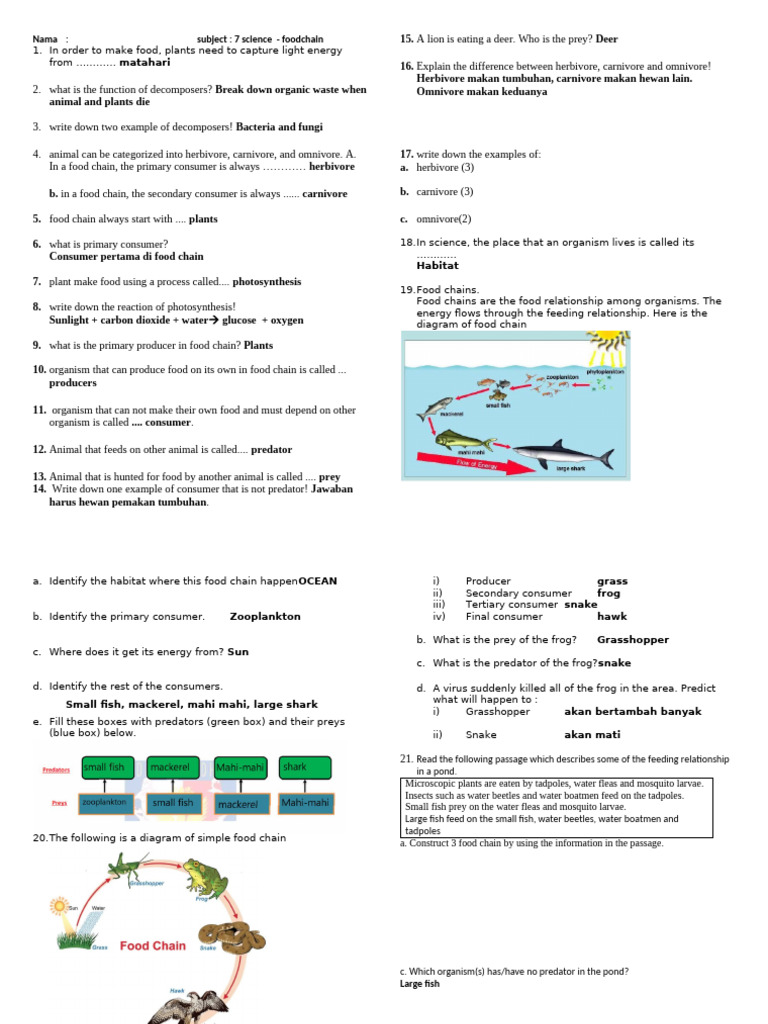 7 Science - Food Chain - Answer | PDF | Foods | Herbivore
